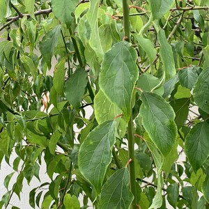 5 Japanese Ume Fruit Tree Cuttings, or Plum Fruit Tree Cuttings App 5 ...