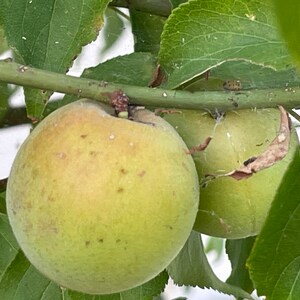 5 Japanese Ume Fruit Tree Cuttings, or Plum Fruit Tree Cuttings App 5 ...