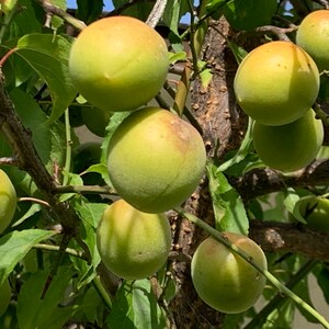 5 Japanese Ume Fruit Tree Cuttings, or Plum Fruit Tree Cuttings App 5 ...