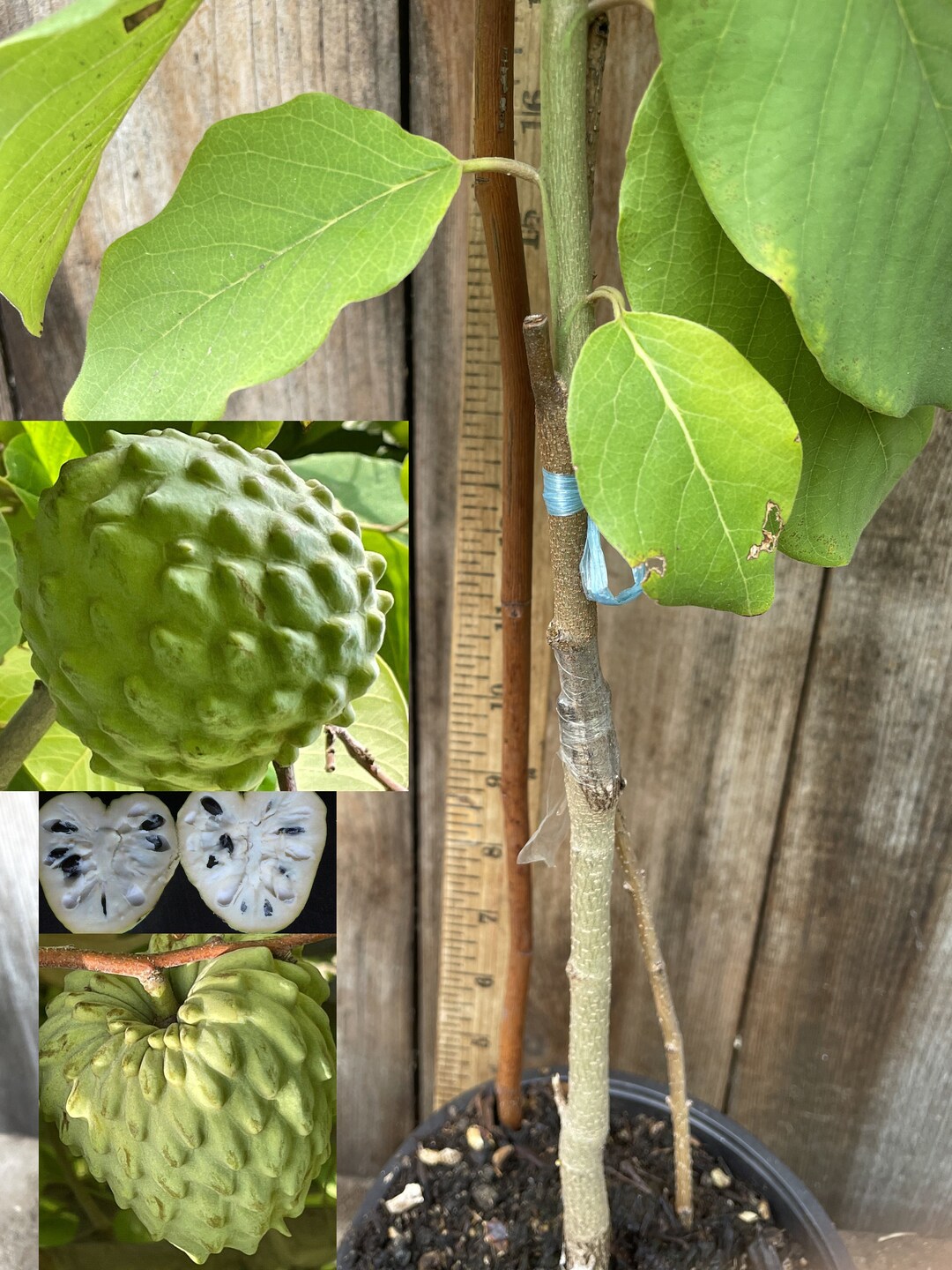 1 Rare Grafted El Bumpo Cherimoya Tree App 28 - Etsy