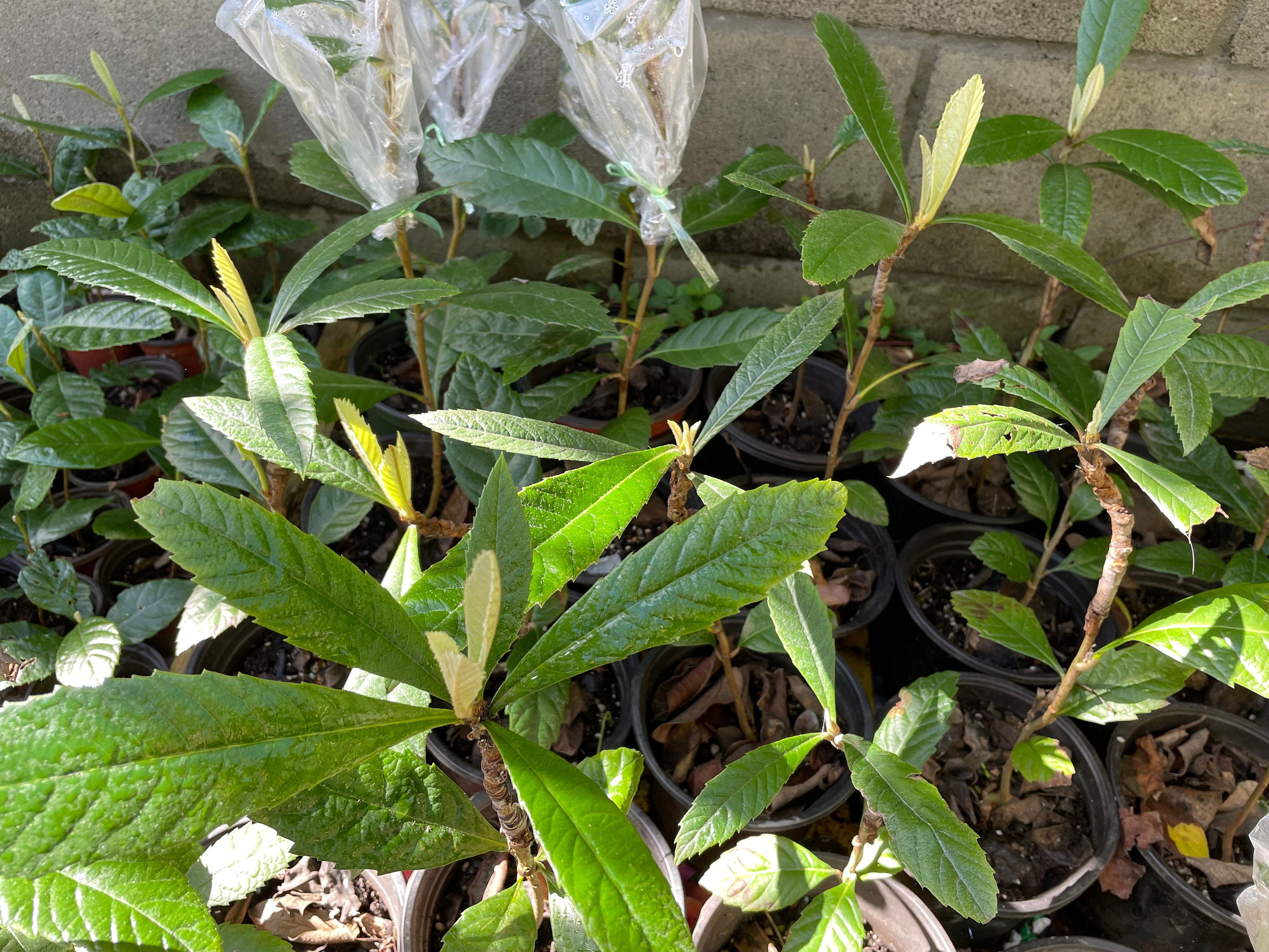 1 Big Jim Seedling Grafted Perennial Golden Loquat Fruit Tree - Etsy
