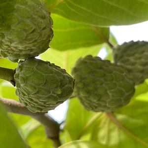 1 Rare Grafted El Bumpo Cherimoya Tree App 28 - Etsy