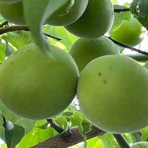 5 Japanese Ume Fruit Tree Cuttings, or Plum Fruit Tree Cuttings App 5 ...