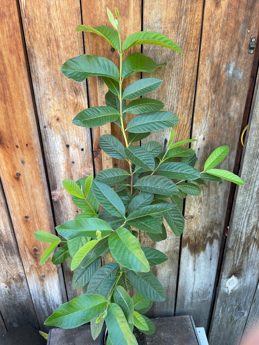 1 Thai Snow White Guava Seedling Fruit Tree Psidium Guajava Pearl Guava ...