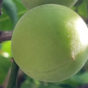 5 Japanese Ume Fruit Tree Cuttings, or Plum Fruit Tree Cuttings App 5 ...