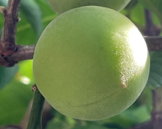 5 Japanese Ume Fruit Tree Cuttings, or Plum Fruit Tree Cuttings App 5 ...