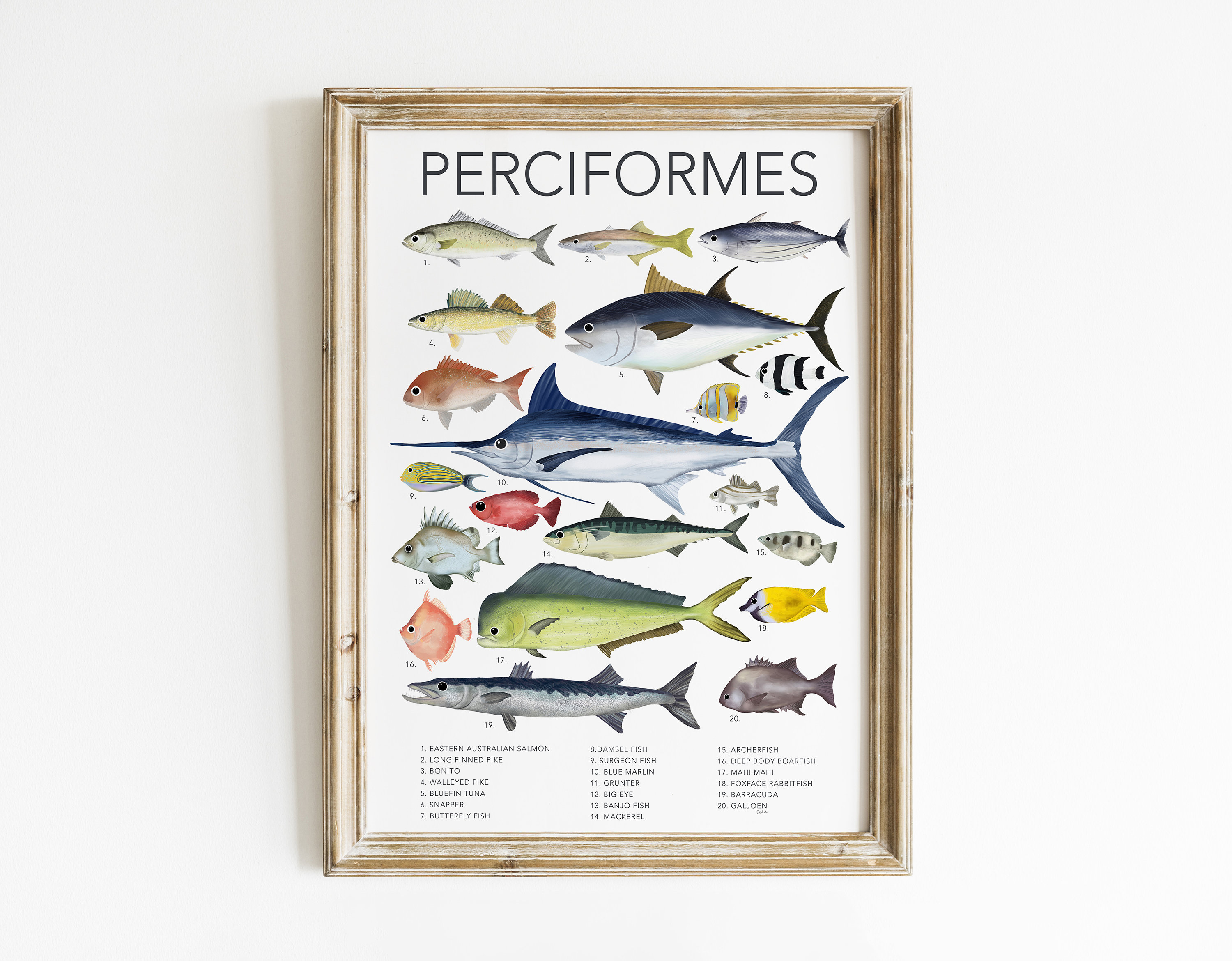 Fish Art Print Educational Ocean Poster Kids Room Neutral Art School ...