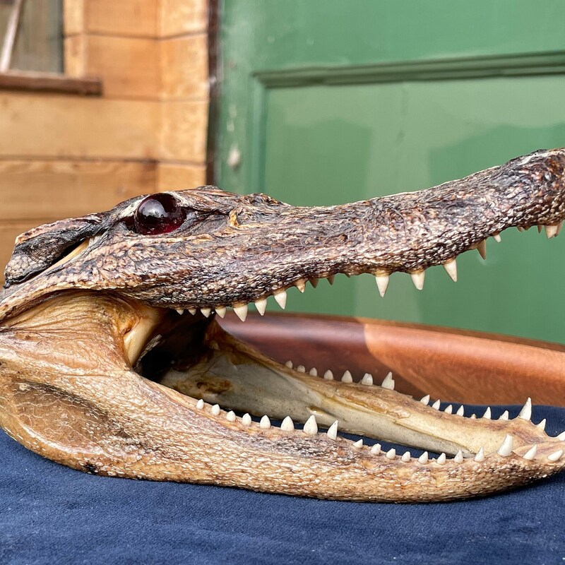 Alligator Heads - Etsy