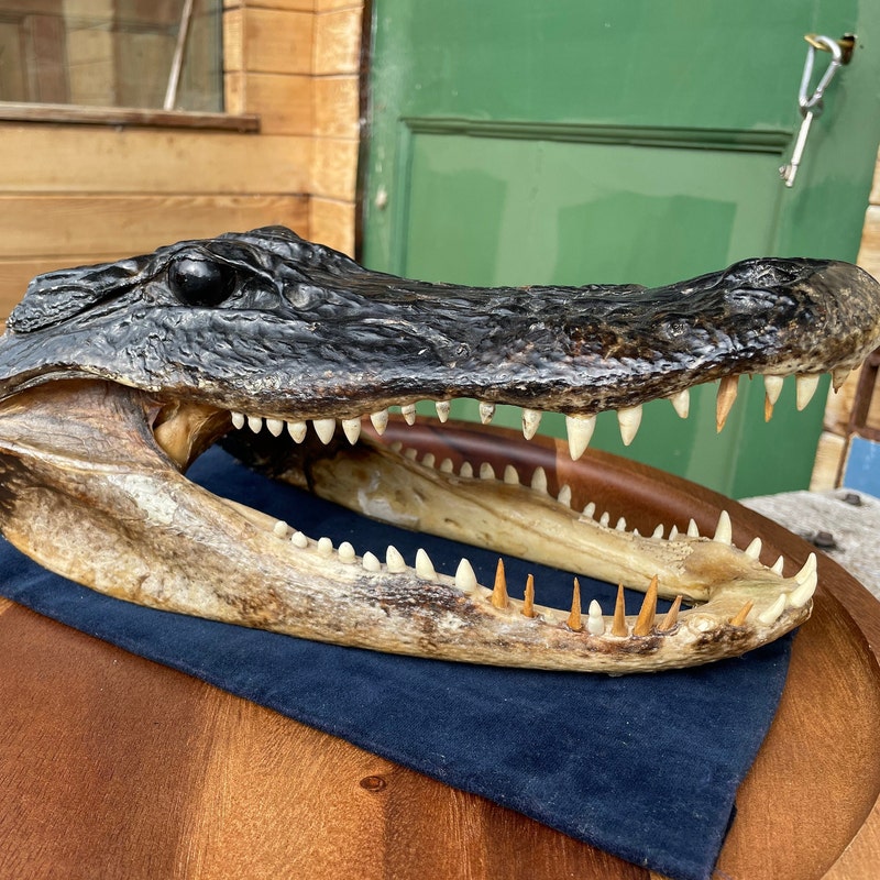 Alligator Heads - Etsy