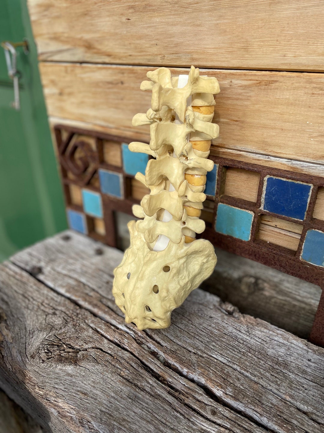 Human Anatomical Composite Skeletal Reference Spine and Hip Teaching ...