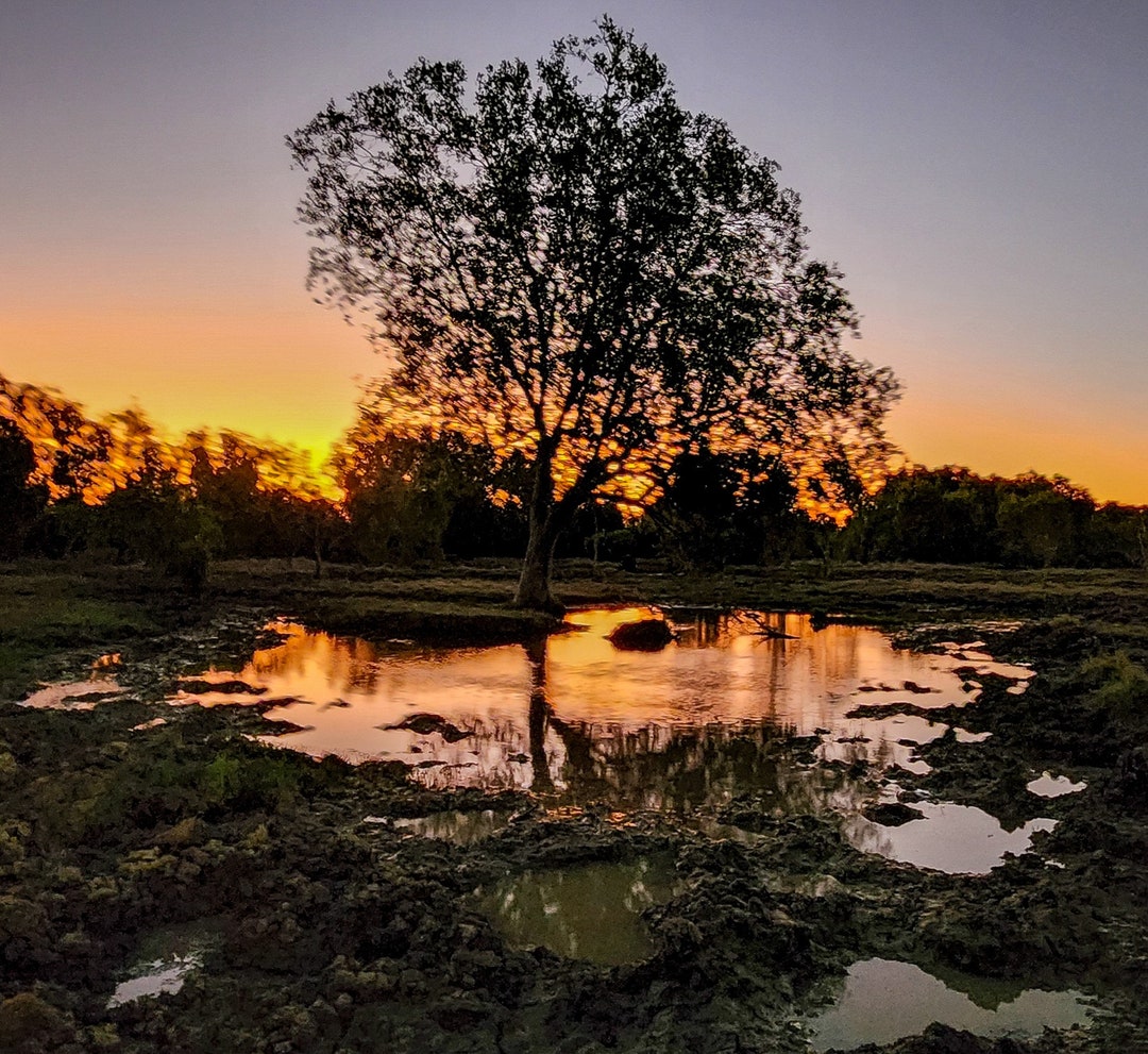 Lone Standing Tree, Gulf Sunset - Etsy