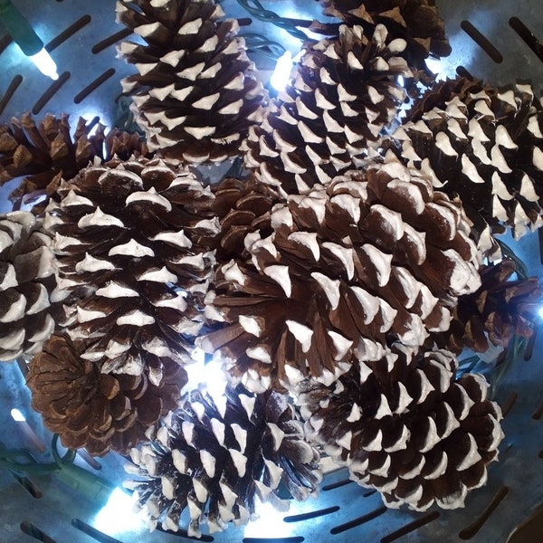 Painted Pine Cones - Etsy