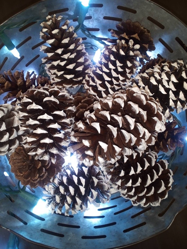 Half Dozen White Pearl Tipped Painted Pine Cones for Weddings ...