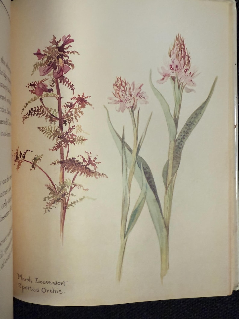 The Nature Notes of an Edwardian Lady. Edith Holden. 1989 - Etsy