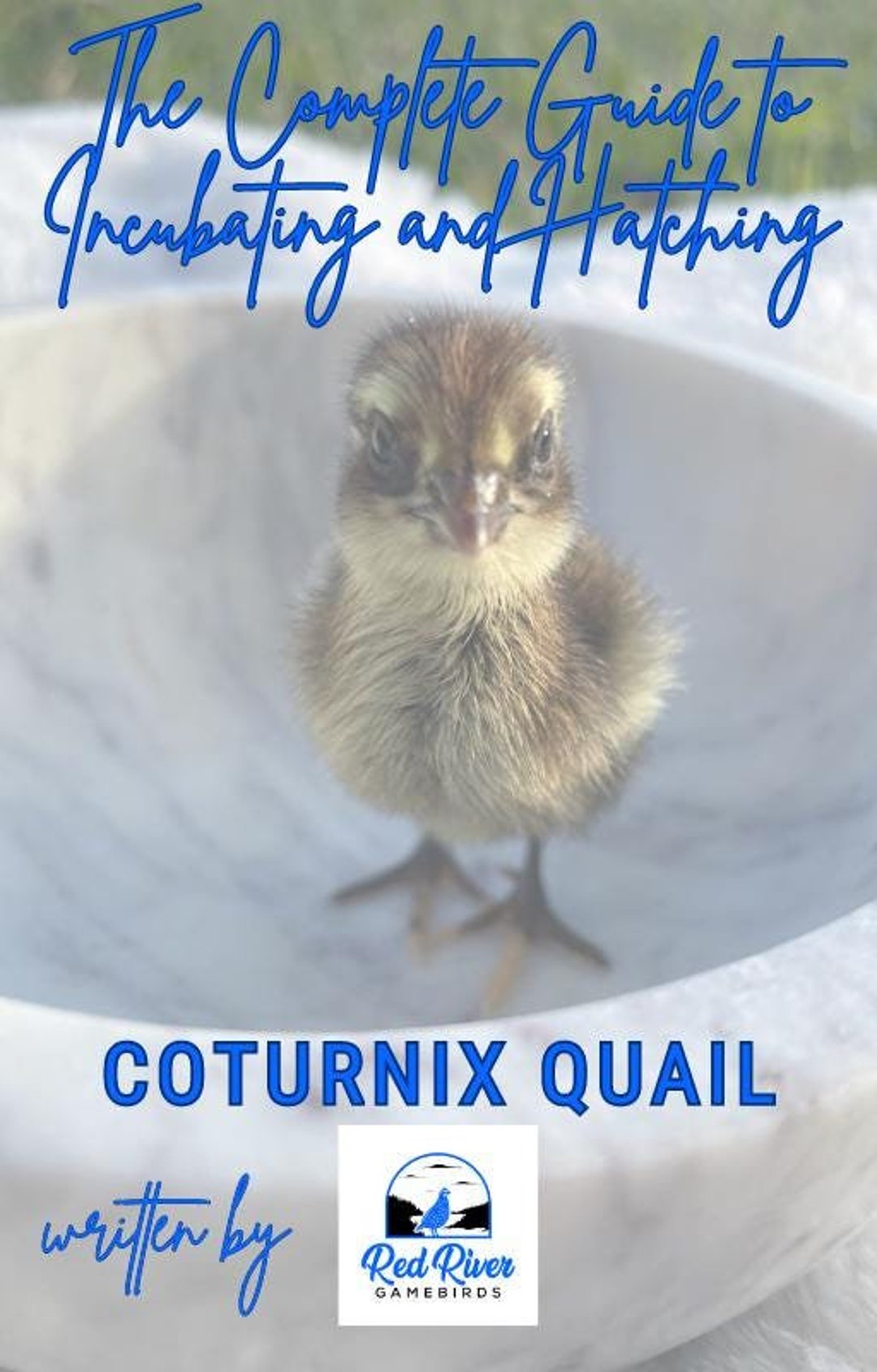 The Complete Guide to Incubating and Hatching Coturnix Quail (PDF) - Etsy