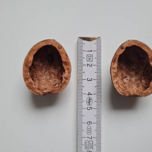 Walnut Shell Pair, Matching Halves, Walnut Shell Decoration, Crafting ...
