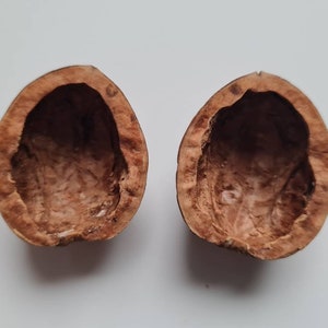 Walnut Shell Pair, Matching Halves, Walnut Shell Decoration, Crafting ...