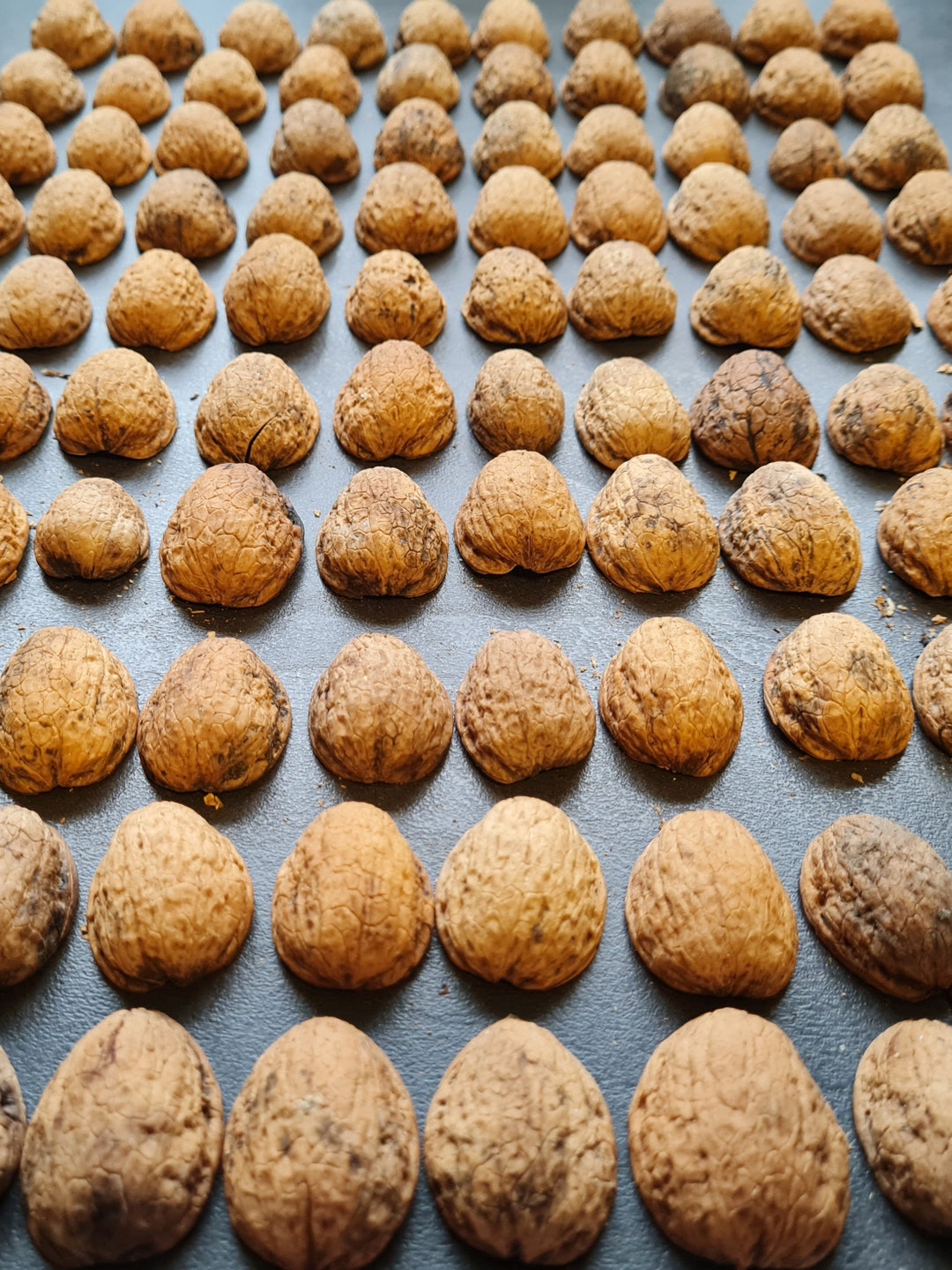 Pack of 50 Walnut Halves, Walnut Shells, Autumn Arrangement, Winter ...