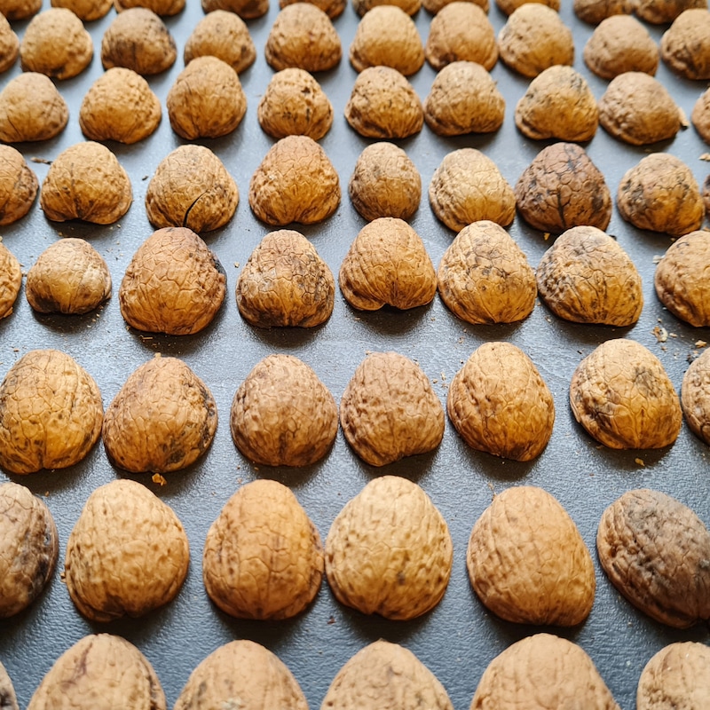 Black Walnut Shells - Etsy