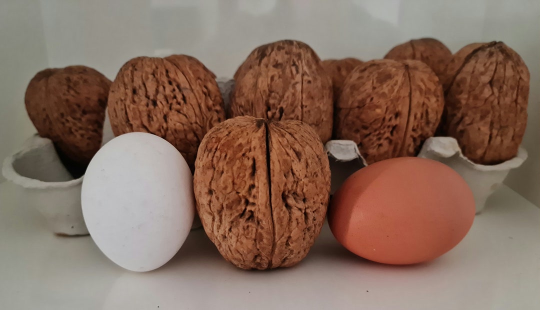 XXXXL Huge 6.0 Cm Walnut Shells Walnut Halves Walnut Shells Decoration ...