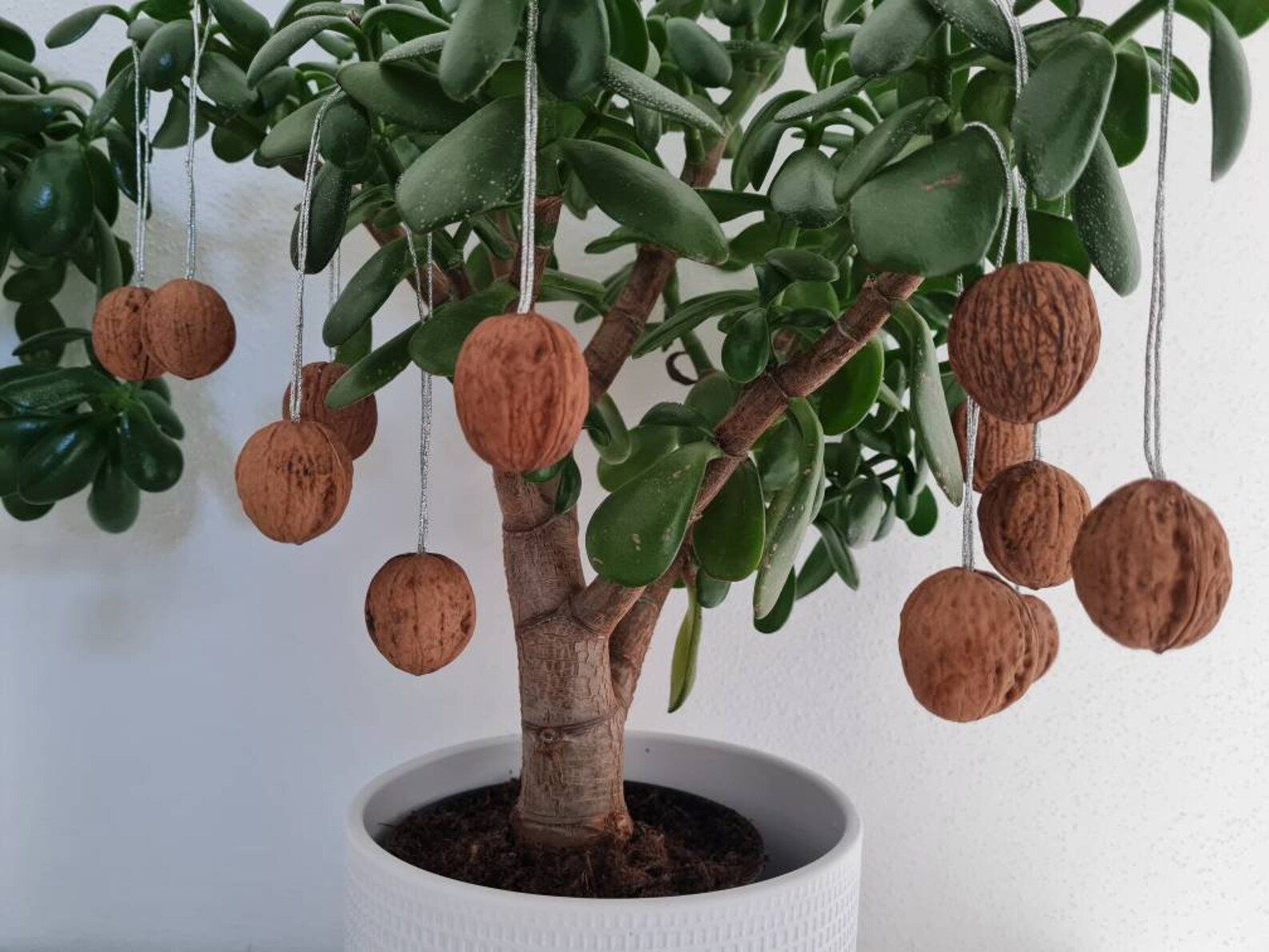 Whole Walnuts With Silver Thread String Christmas Tree Christmas ...