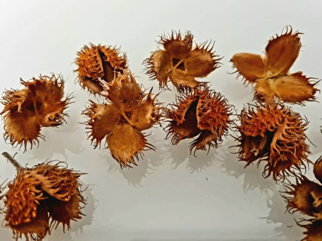 75 Stück Bucheckern basteln Deko Natur Allerheiligen Herbst Winter ...