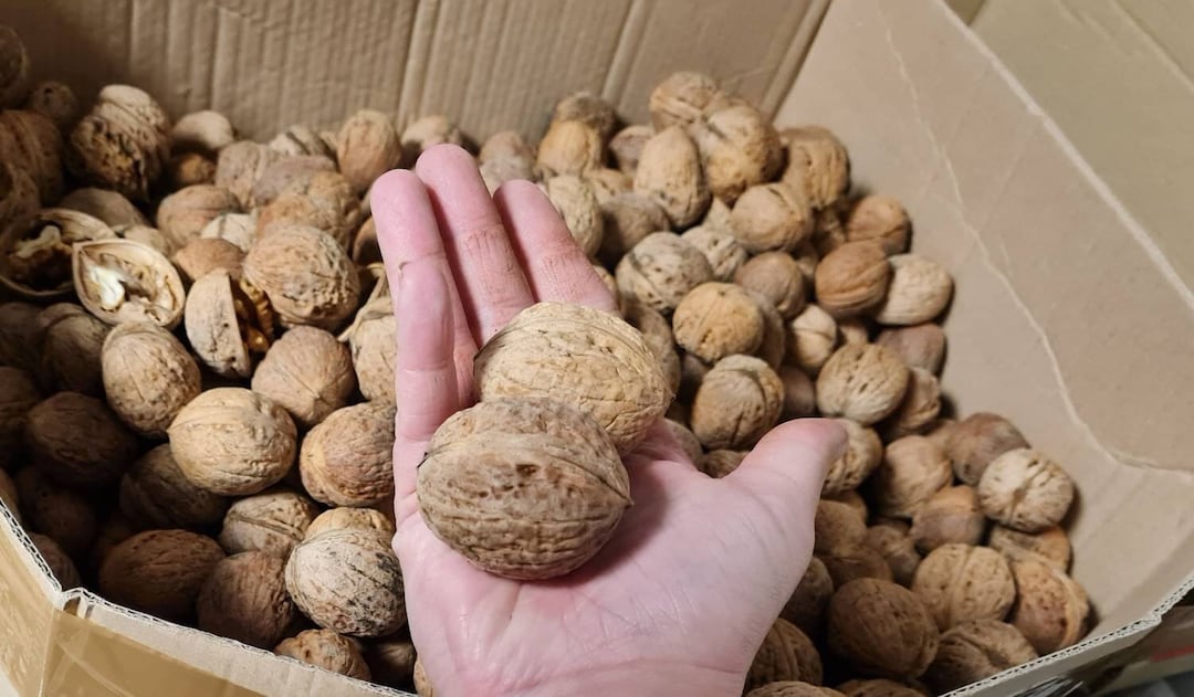 XXL Walnut Shells Over 5 Cm Walnut Halves Walnut Shells Decoration ...