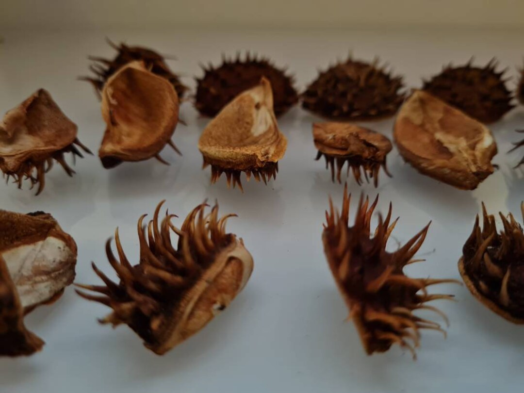 50 Dried Chestnut Shells, for Decorations, Christmas Decorations ...