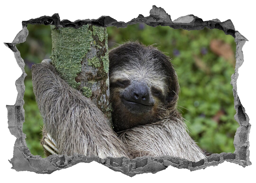 Sloth Wall Art Decals Stickers Animals Nursery Bedroom Decor Home Print ...