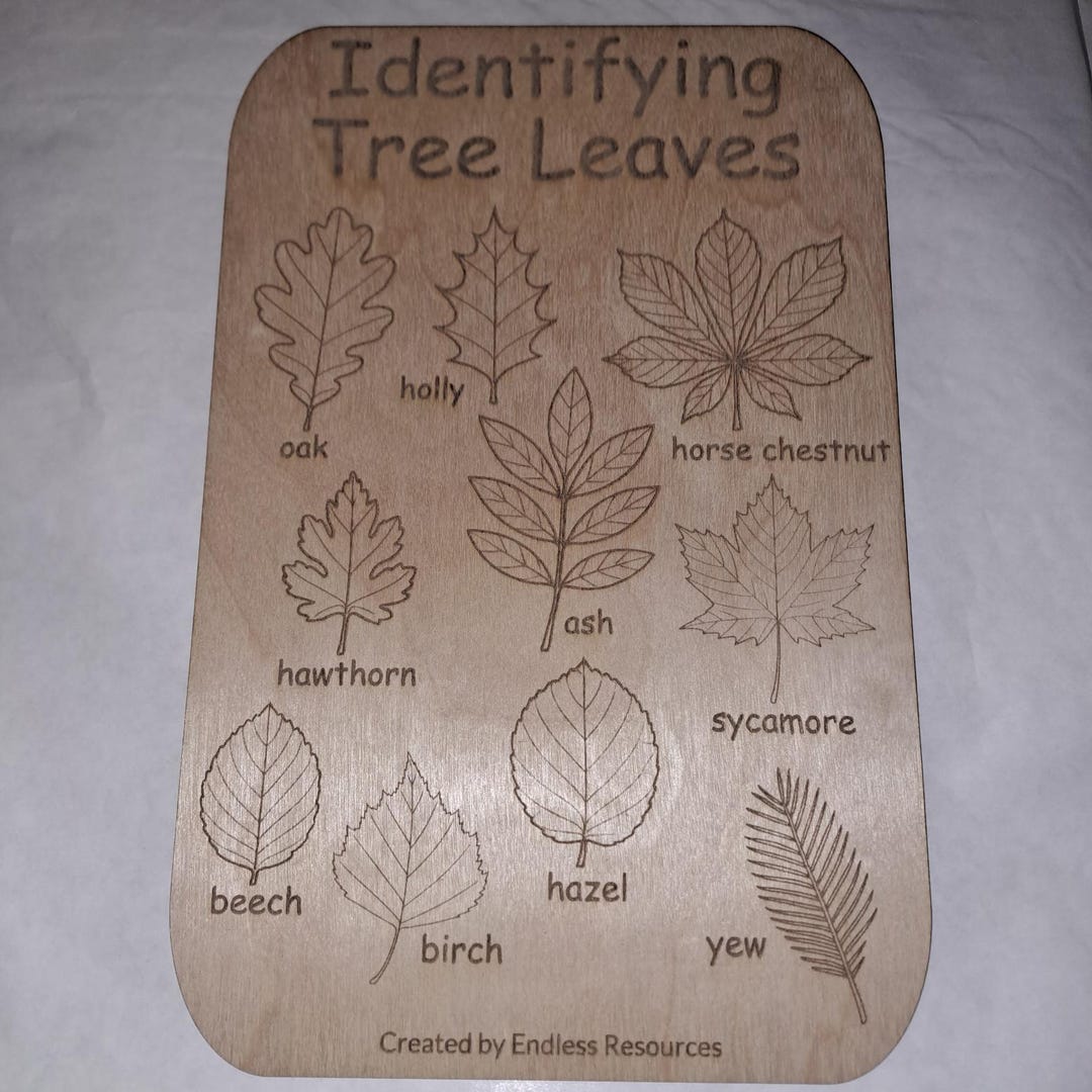 Wooden UK Leaf Idenfication Chart 290mm by 190mm by 3mm Thick for Home ...