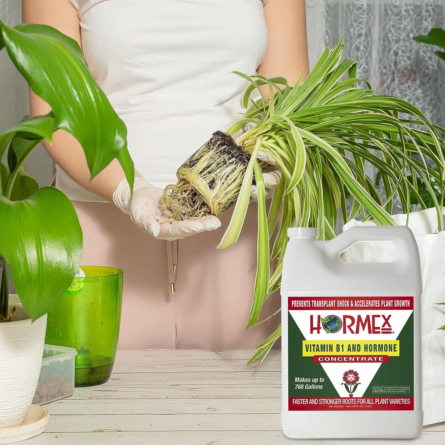 Hormex Vitamin B1 Rooting Hormone Concentrate – Rapid Root Growth ...