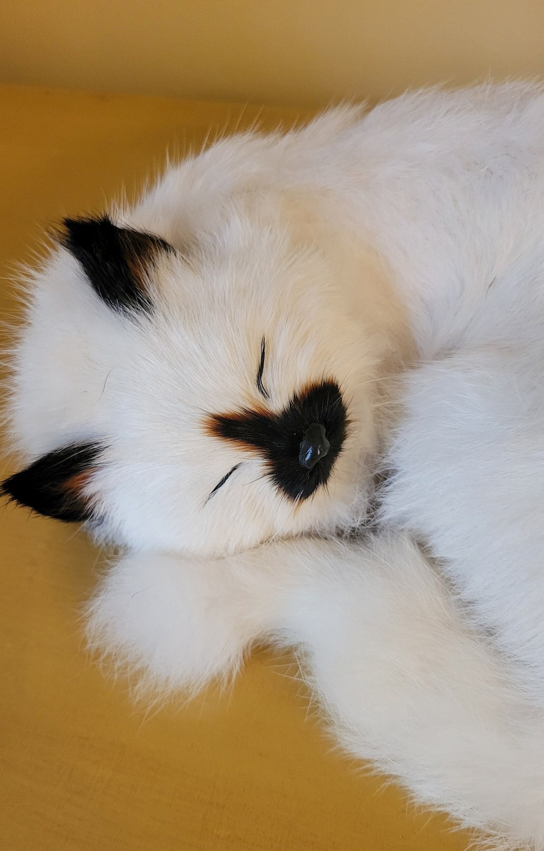 Adoptable Pet Siamese Cat - Etsy