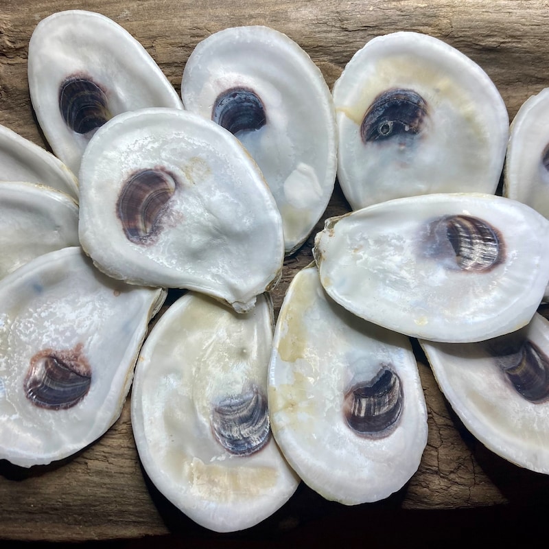 Drilled Sea Shells - Etsy