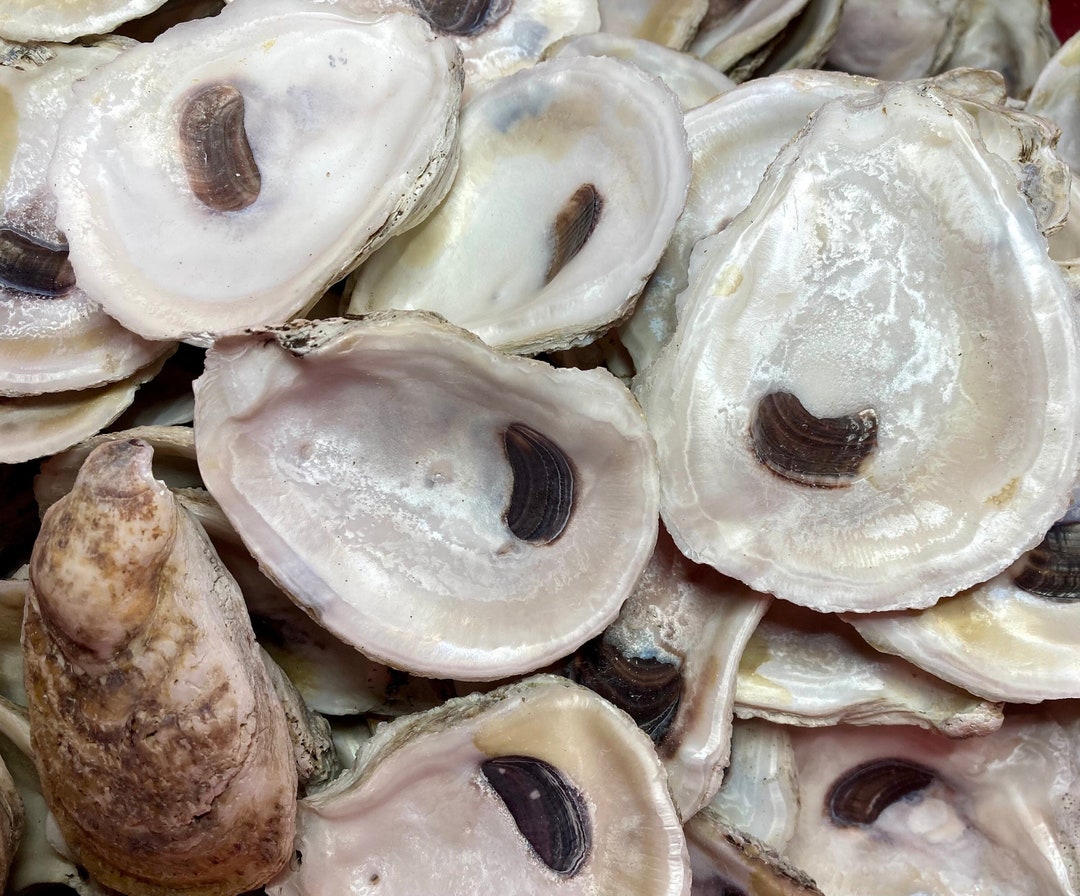 Bulk Oyster Shells MIXED 3" to 4" Drill Option for Crafts Oyster Ring ...