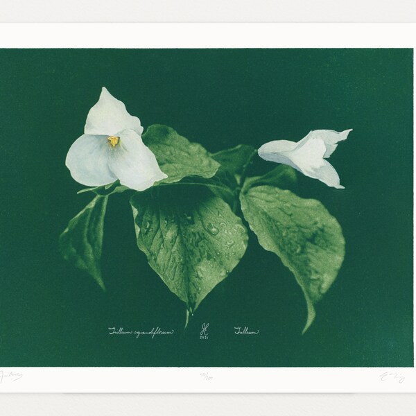 Trillium - Etsy