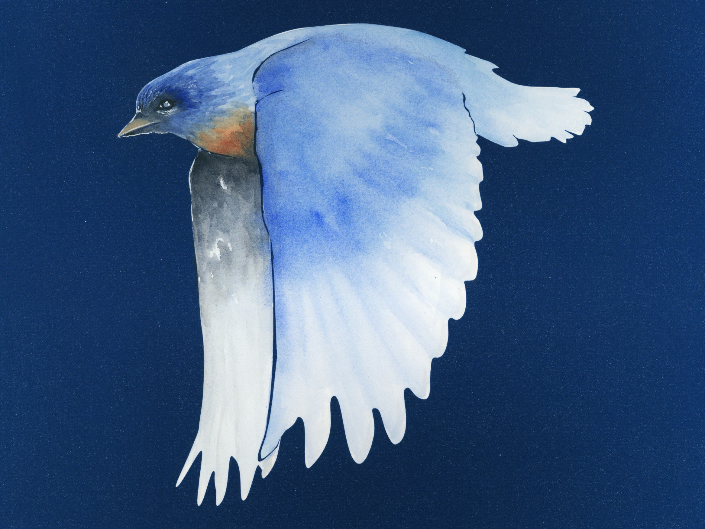 Bluebird, Watercolor & Cyanotype Art Print by Elizabeth and James ...