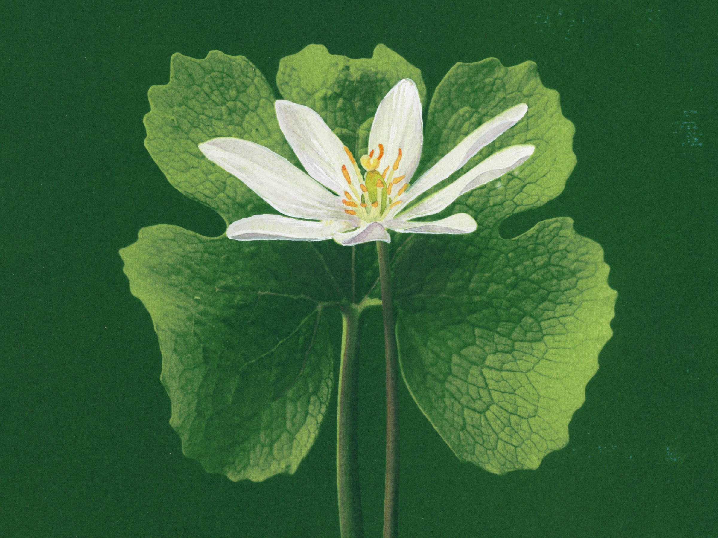Bloodroot Watercolor & Darkroom Art Print by Elizabeth and James ...