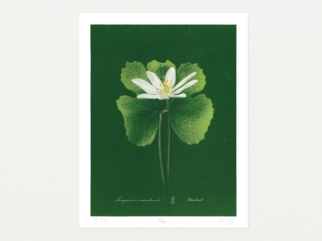 Bloodroot Watercolor & Darkroom Art Print by Elizabeth and James ...
