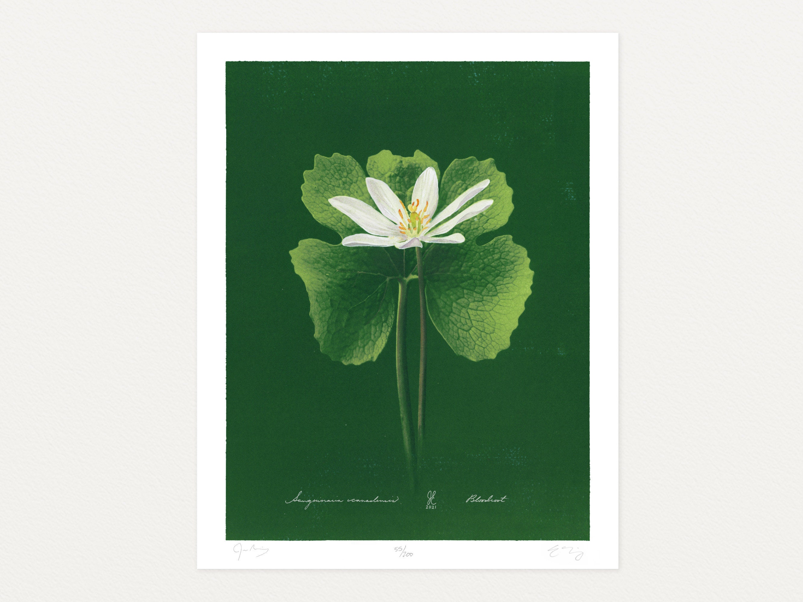 Bloodroot Watercolor & Darkroom Art Print by Elizabeth and James ...