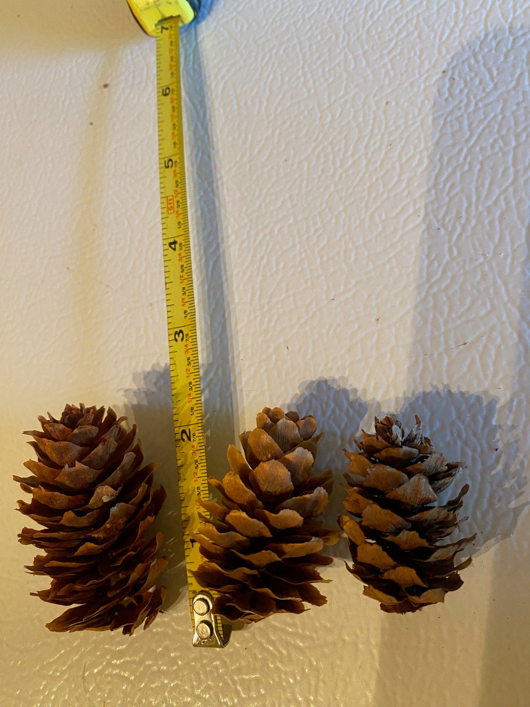 90 Plus Tiny Natural Cones - Etsy