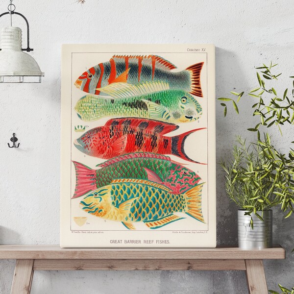 Vintage Fish Poster - Etsy