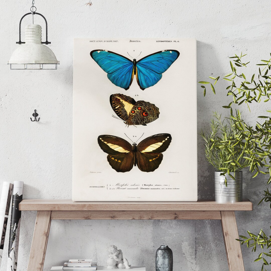 Diferentes especies de mariposas Art Print / Minimalist Butterfly ...