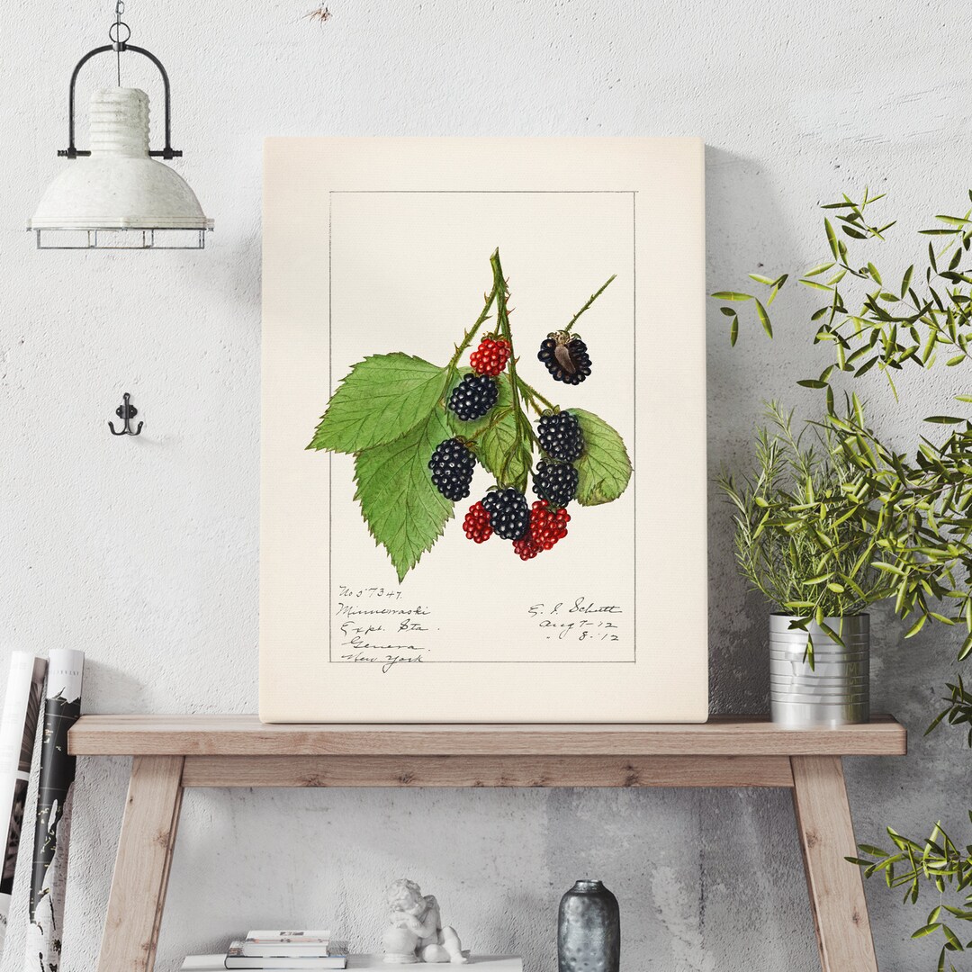 Vintage Blackberries Print Poster / Blackberry Art Print, Canvas Wall ...