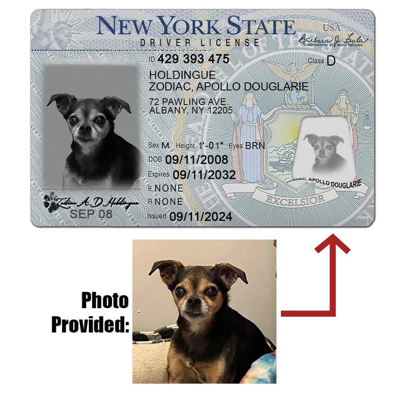 Dog Driver License - Etsy
