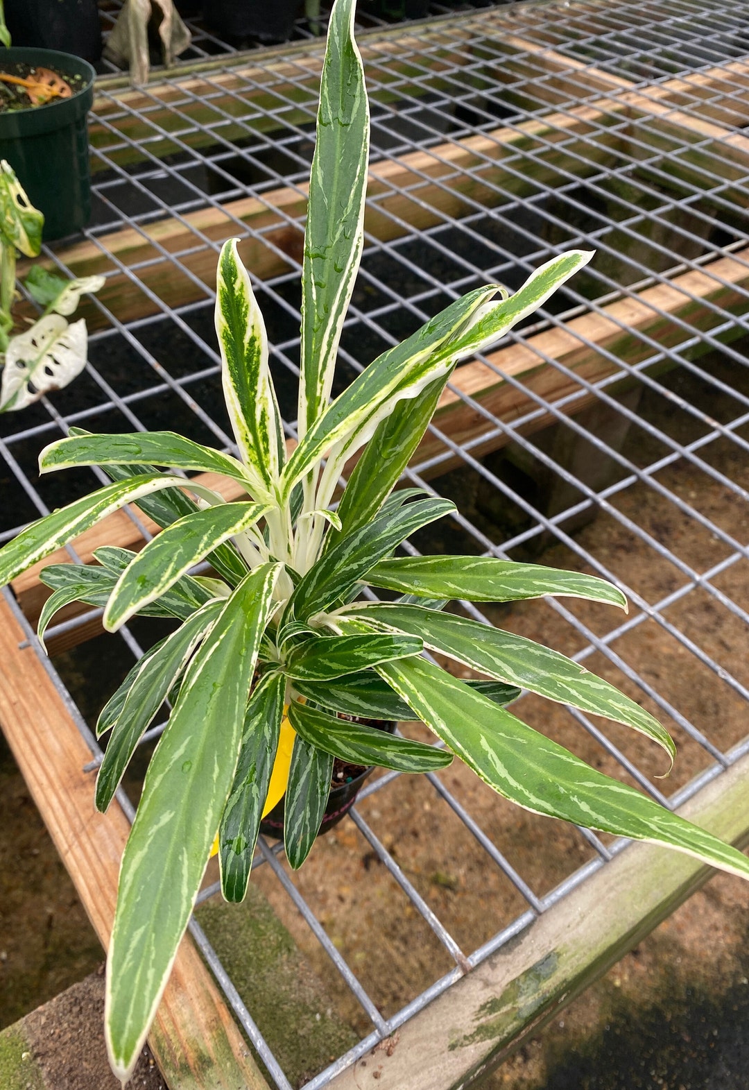 Aglaonema Chinese Evergreen bamboo 5 In. Only 4 - Etsy