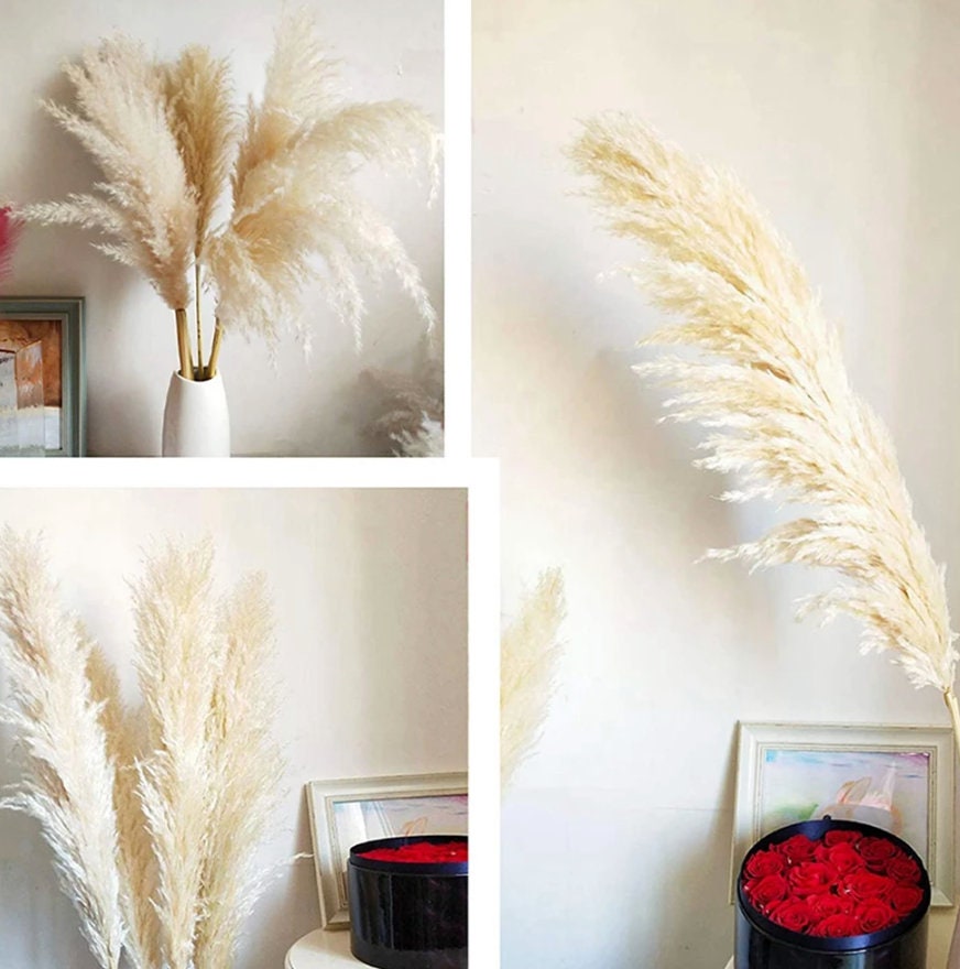 5 Stems Tall Pampas Grass, 3-4 Ft Tall Natural Pampas Grass, More ...