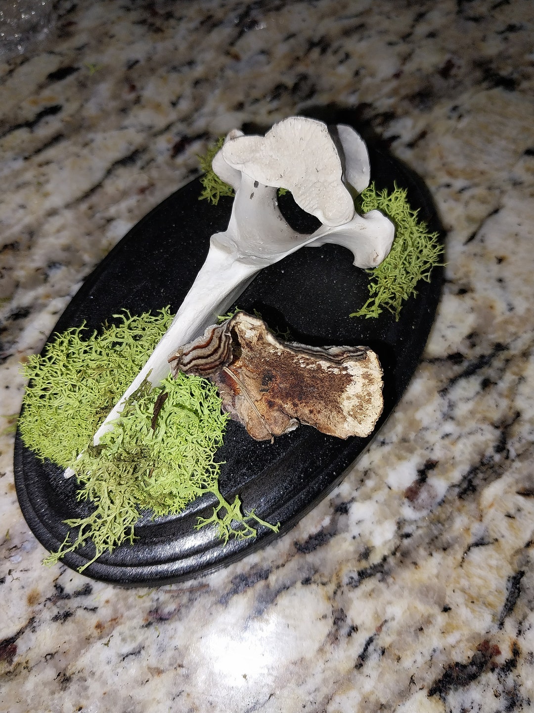 Deer Vertebrae on Small Wood Plaque - Etsy