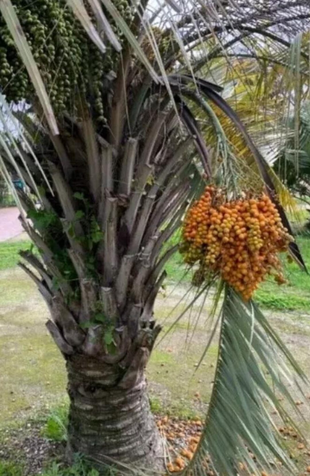 10 Jelly Fruit Pindo Palm Tree Seeds (butia Capitata) Cold Hardy - Etsy