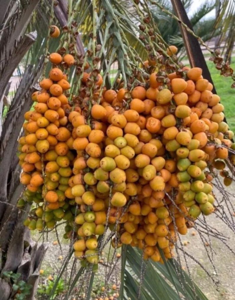 10 Jelly Fruit Pindo Palm Tree Seeds (butia Capitata) Cold Hardy - Etsy