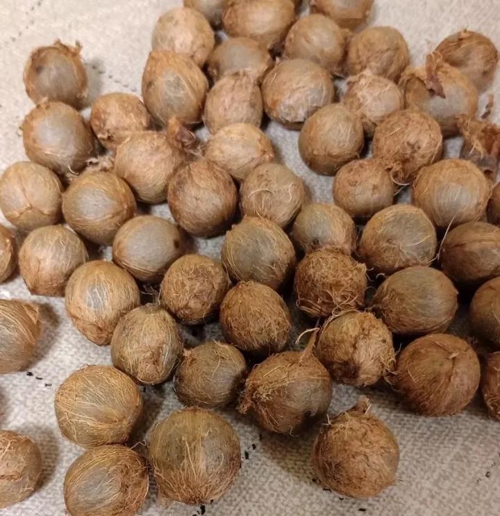 10 Jelly Fruit Pindo Palm Tree Seeds (butia Capitata) Cold Hardy - Etsy